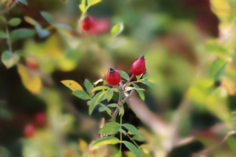 Rendering Natural Camera Bokeh Effect with Deep Learning | DeepAI