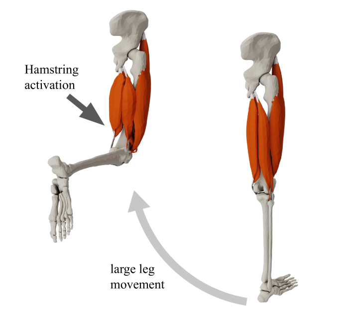 EMU: Efficient Muscle Simulation In Deformation Space | DeepAI