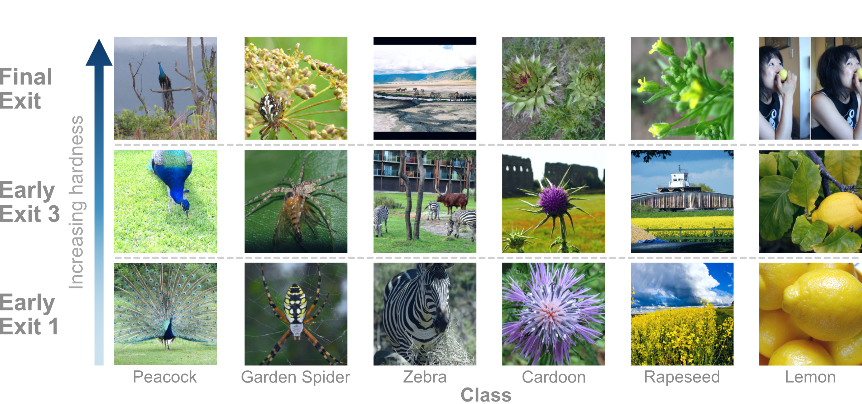 ELF: An Early-Exiting Framework for Long-Tailed Classification | DeepAI