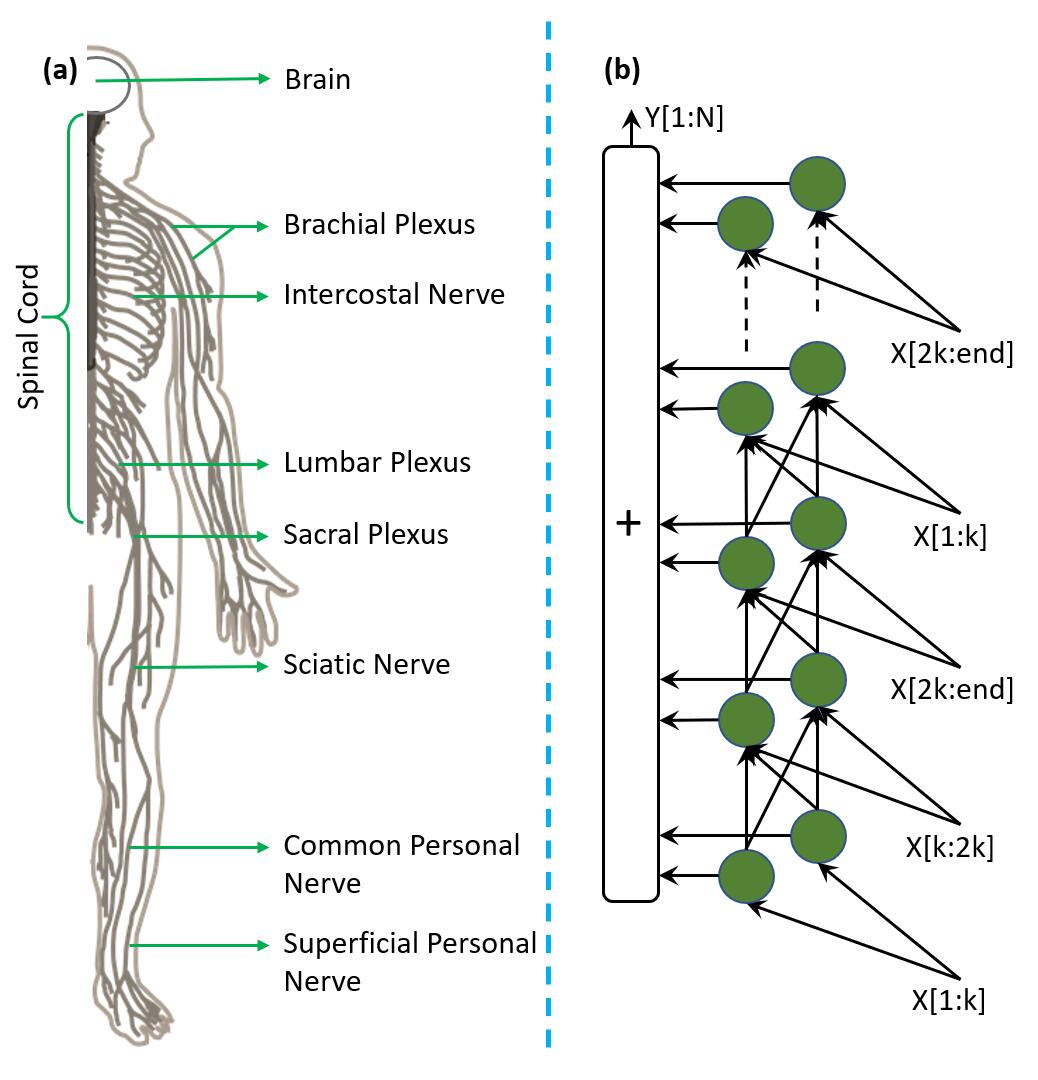 SpinalNet: Deep Neural Network with Gradual Input | DeepAI
