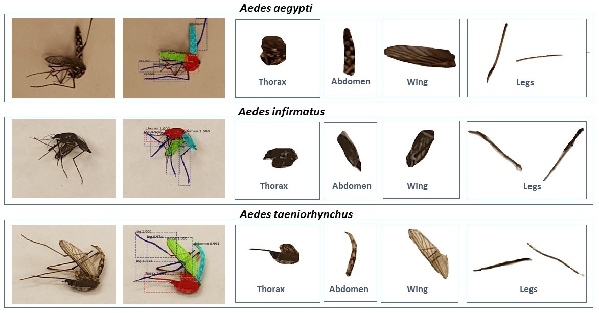 A Framework based on Deep Neural Networks to Extract Anatomy of ...