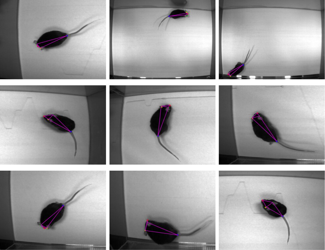 Structured Context Enhancement Network for Mouse Pose Estimation | DeepAI