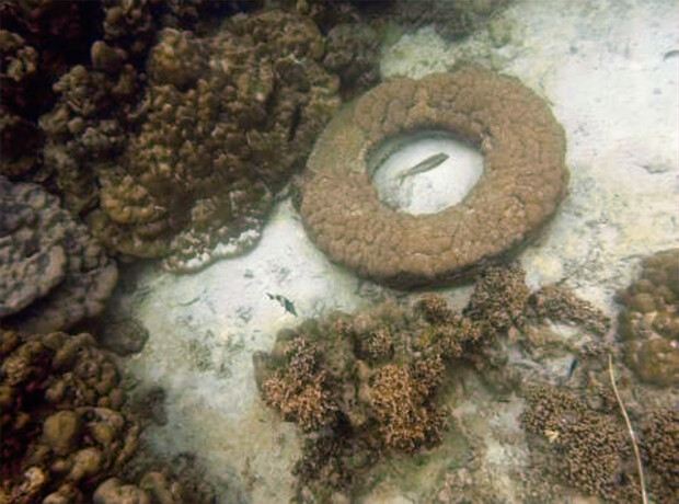 UIEC^2-Net: CNN-based Underwater Image Enhancement Using Two Color Space | DeepAI