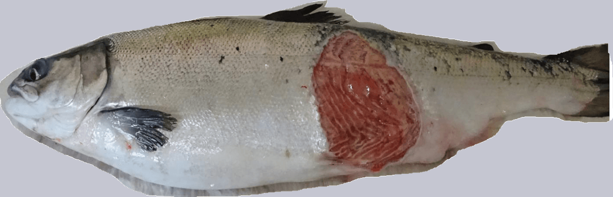 Fish Disease Detection Using Image Based Machine Learning Technique in ...