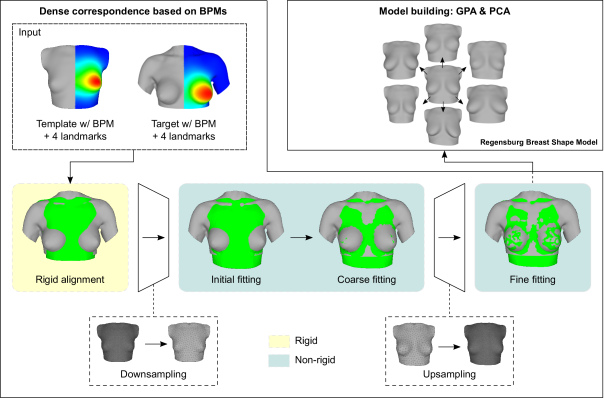 Learning The Shape Of Female Breasts An Open Access 3d Statistical Shape Model Of The Female