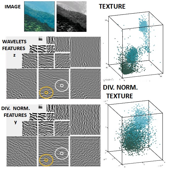 Neural Networks with Divisive normalization for image segmentation with application in ...
