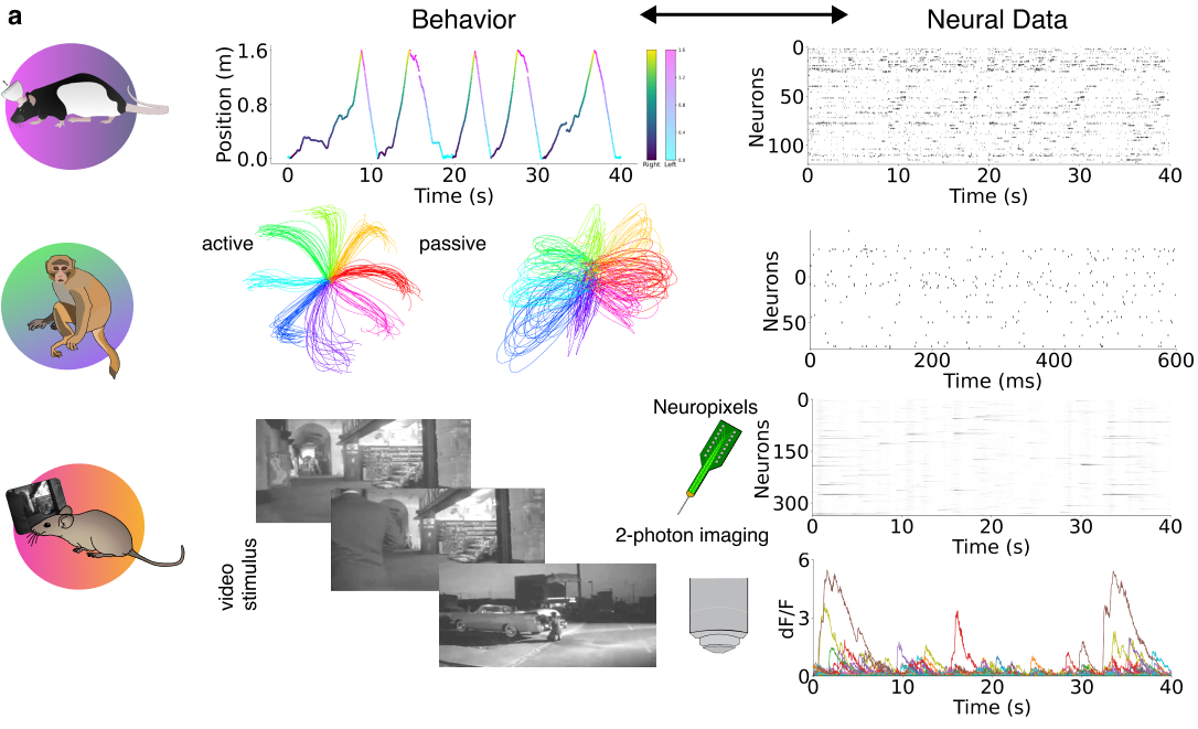 Learnable latent embeddings for joint behavioral and neural analysis | DeepAI