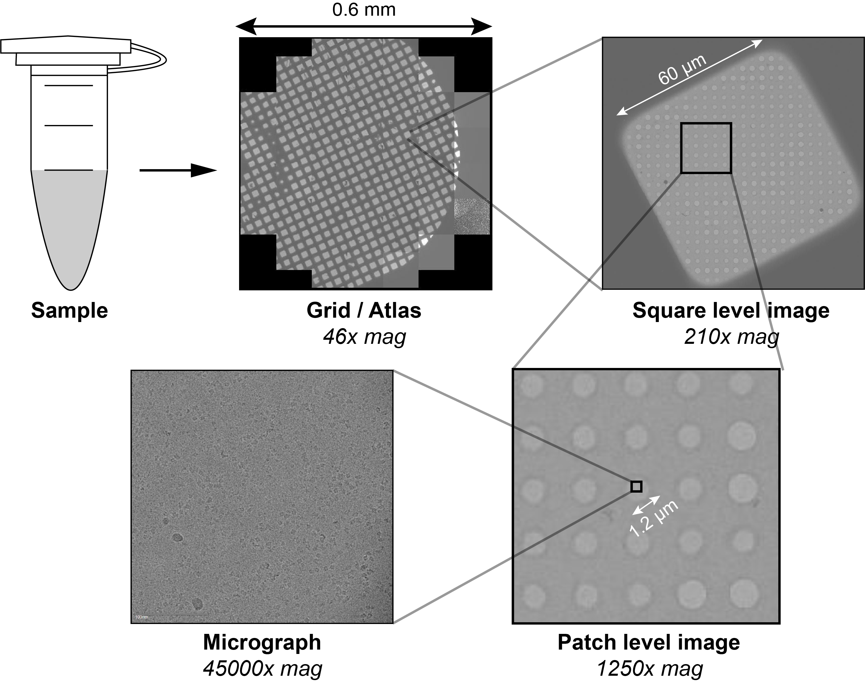 CryoRL: Reinforcement Learning Enables Efficient Cryo-EM Data ...