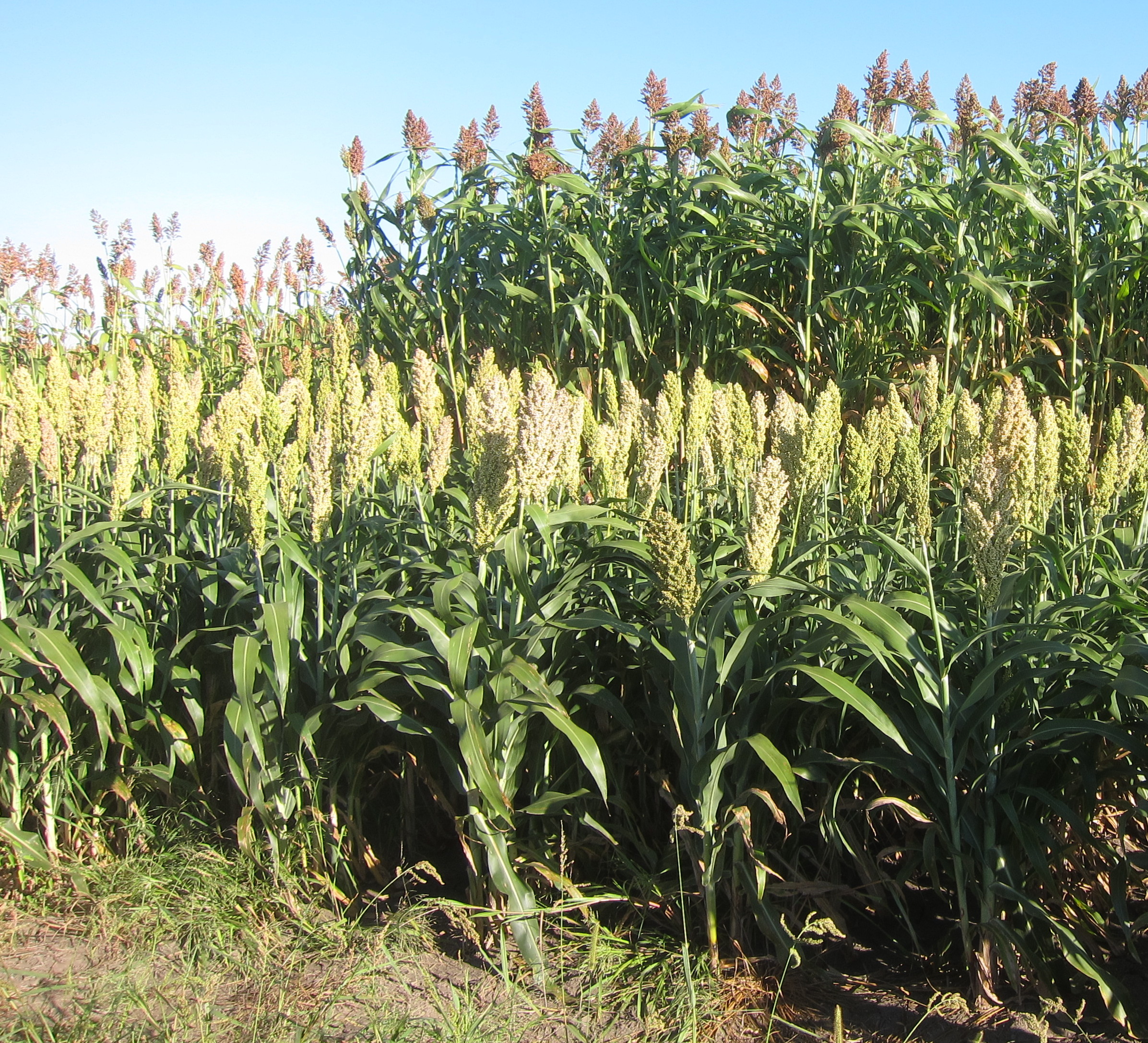 High-Resolution UAV Image Generation for Sorghum Panicle Detection | DeepAI