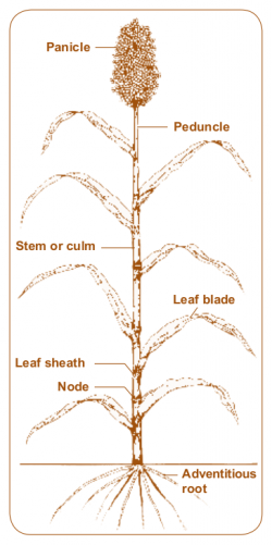 High-Resolution UAV Image Generation for Sorghum Panicle Detection | DeepAI