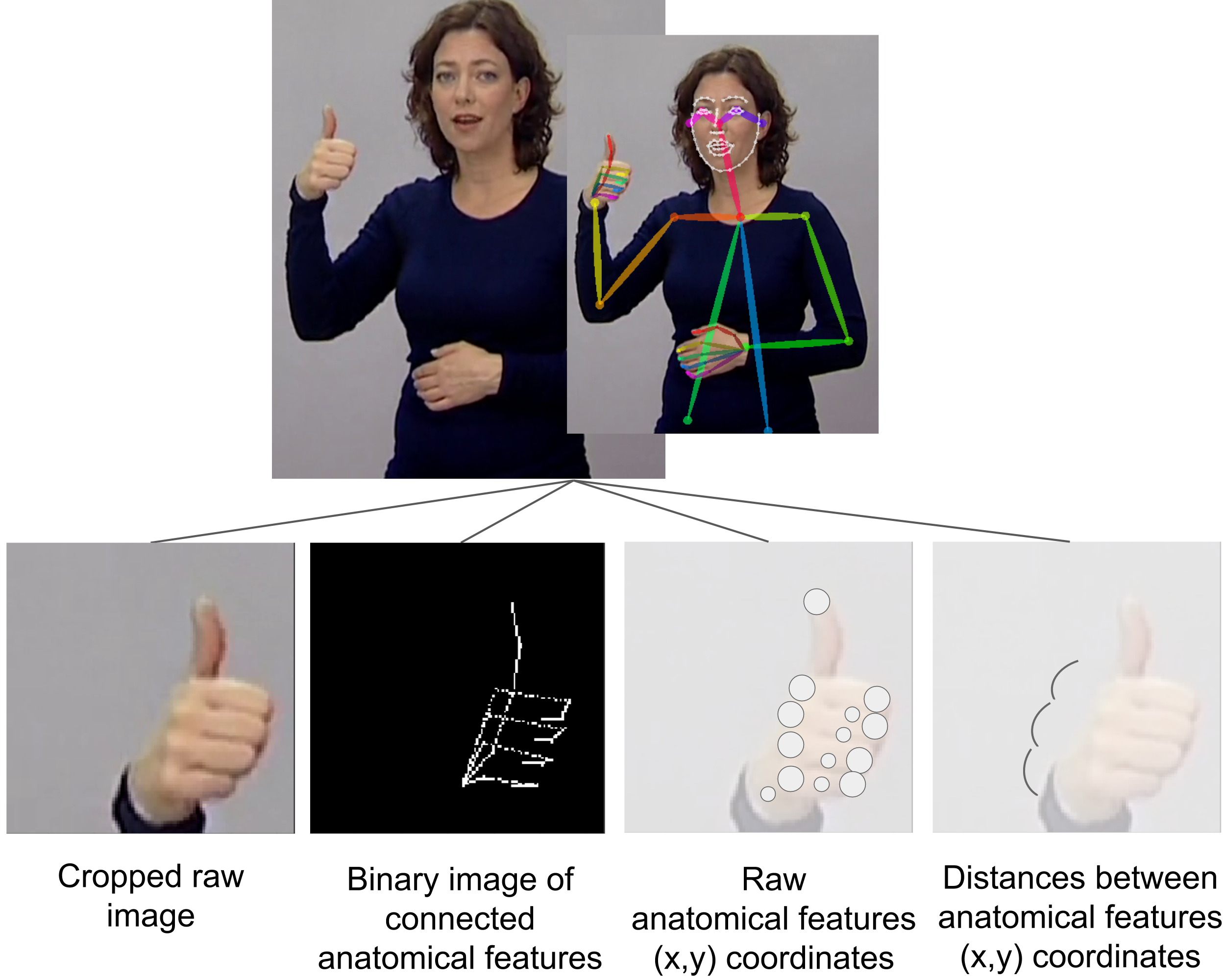 Classification of Phonological Parameters in Sign Languages | DeepAI