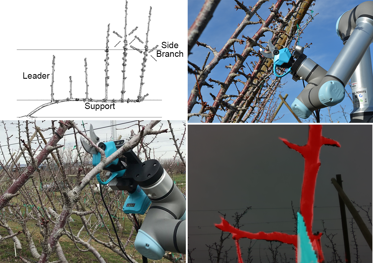 An autonomous robot for pruning modern, planar fruit trees | DeepAI