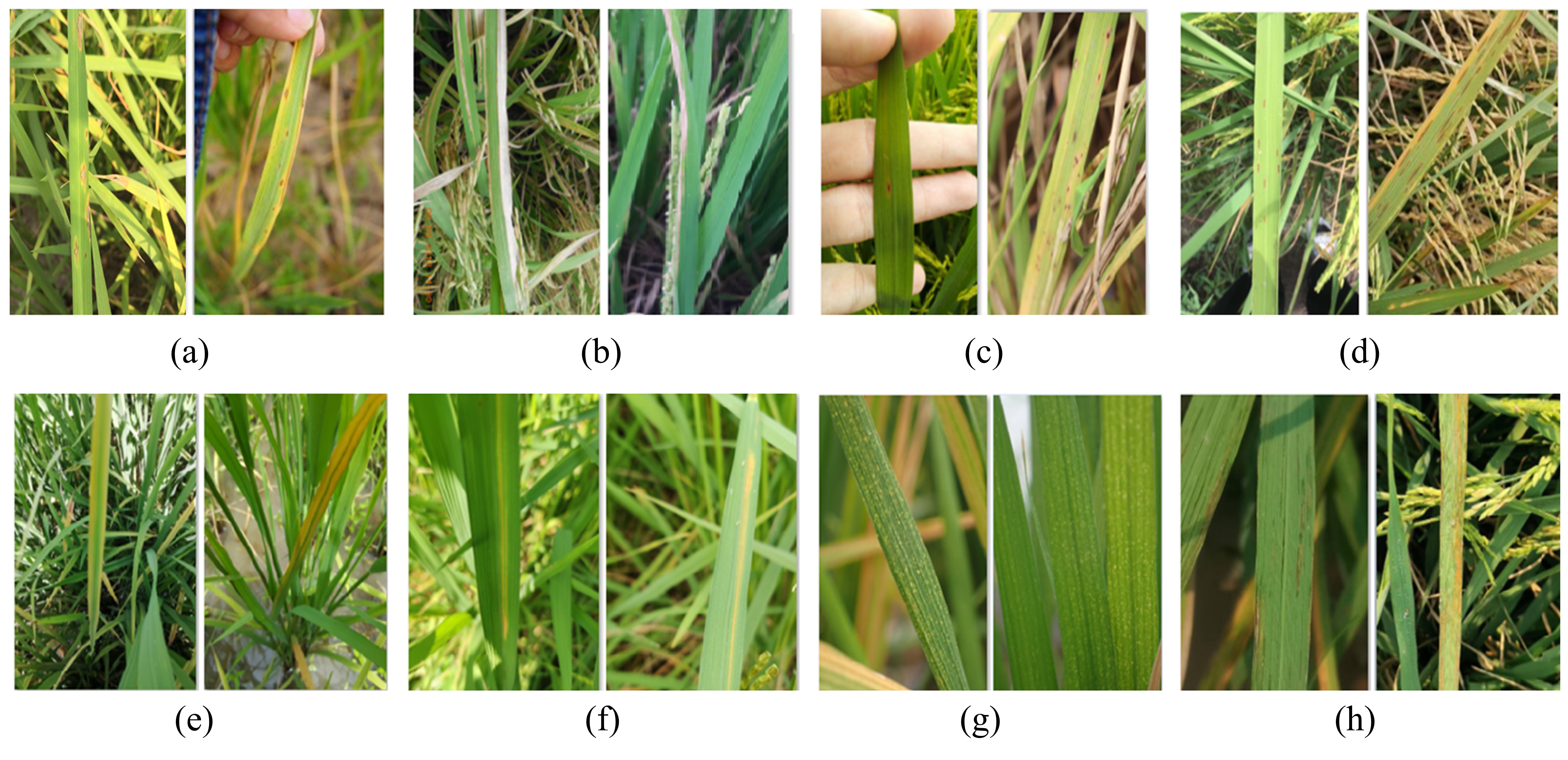 Automatic Detection of Rice Disease in Images of Various Leaf Sizes ...
