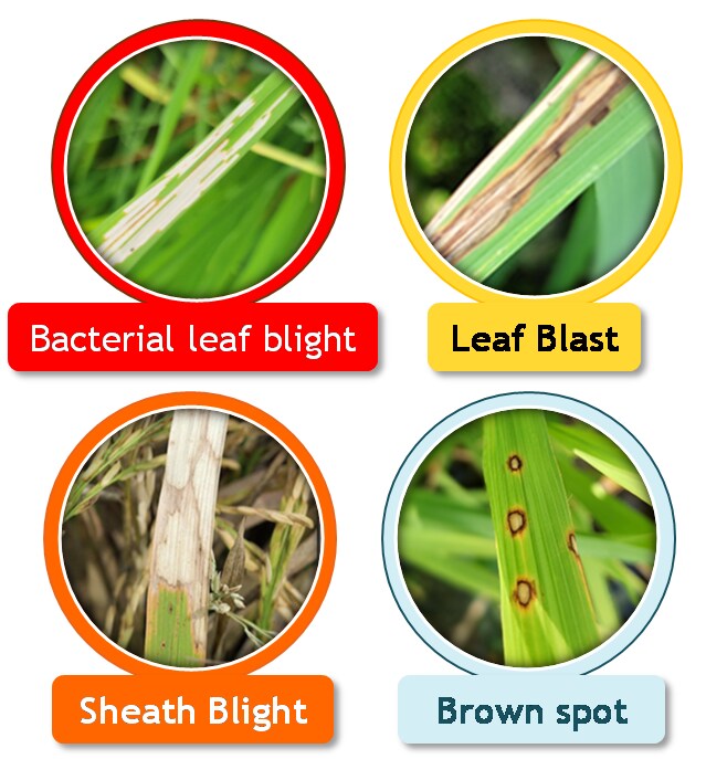 Rice Leaf Disease Classification and Detection Using YOLOv5 | DeepAI