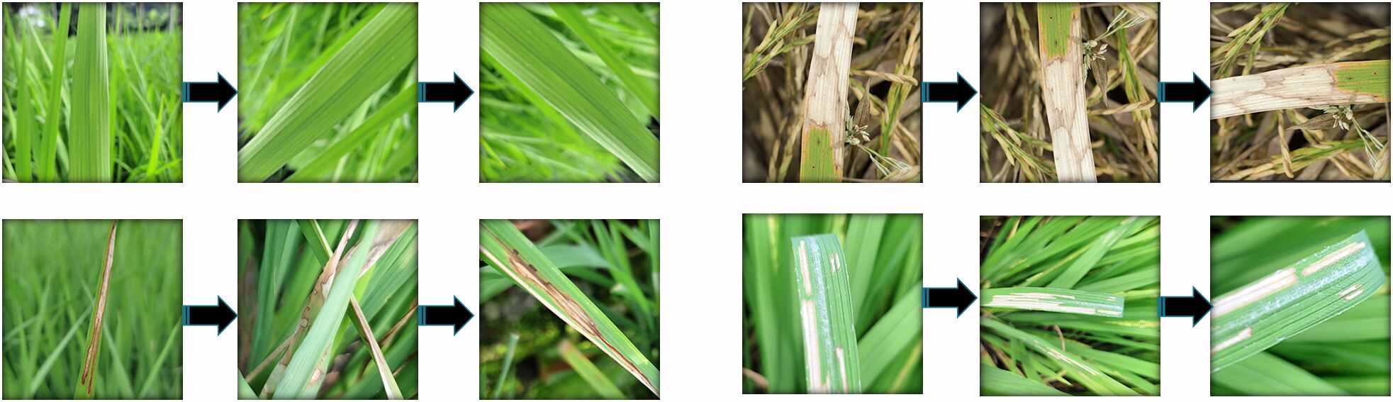Rice Leaf Disease Classification and Detection Using YOLOv5 | DeepAI