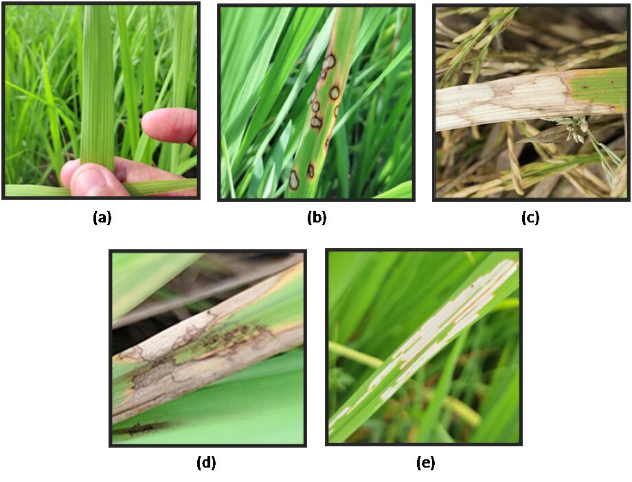 Rice Leaf Disease Classification and Detection Using YOLOv5 | DeepAI