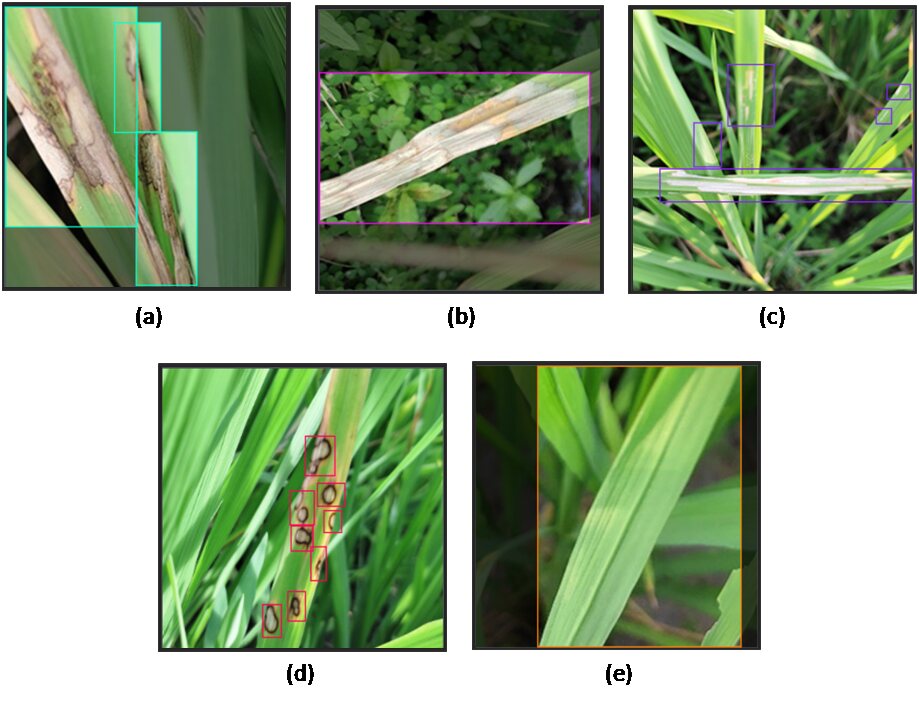 Rice Leaf Disease Classification and Detection Using YOLOv5 | DeepAI