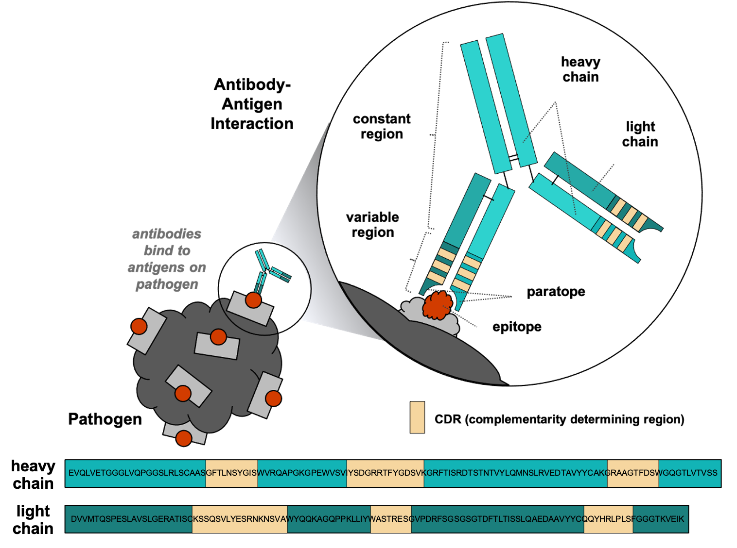 Antibody Representation Learning for Drug Discovery | DeepAI