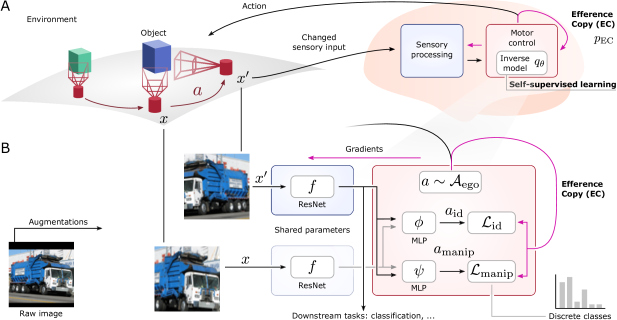 Self-Supervised Learning Through Efference Copies | DeepAI