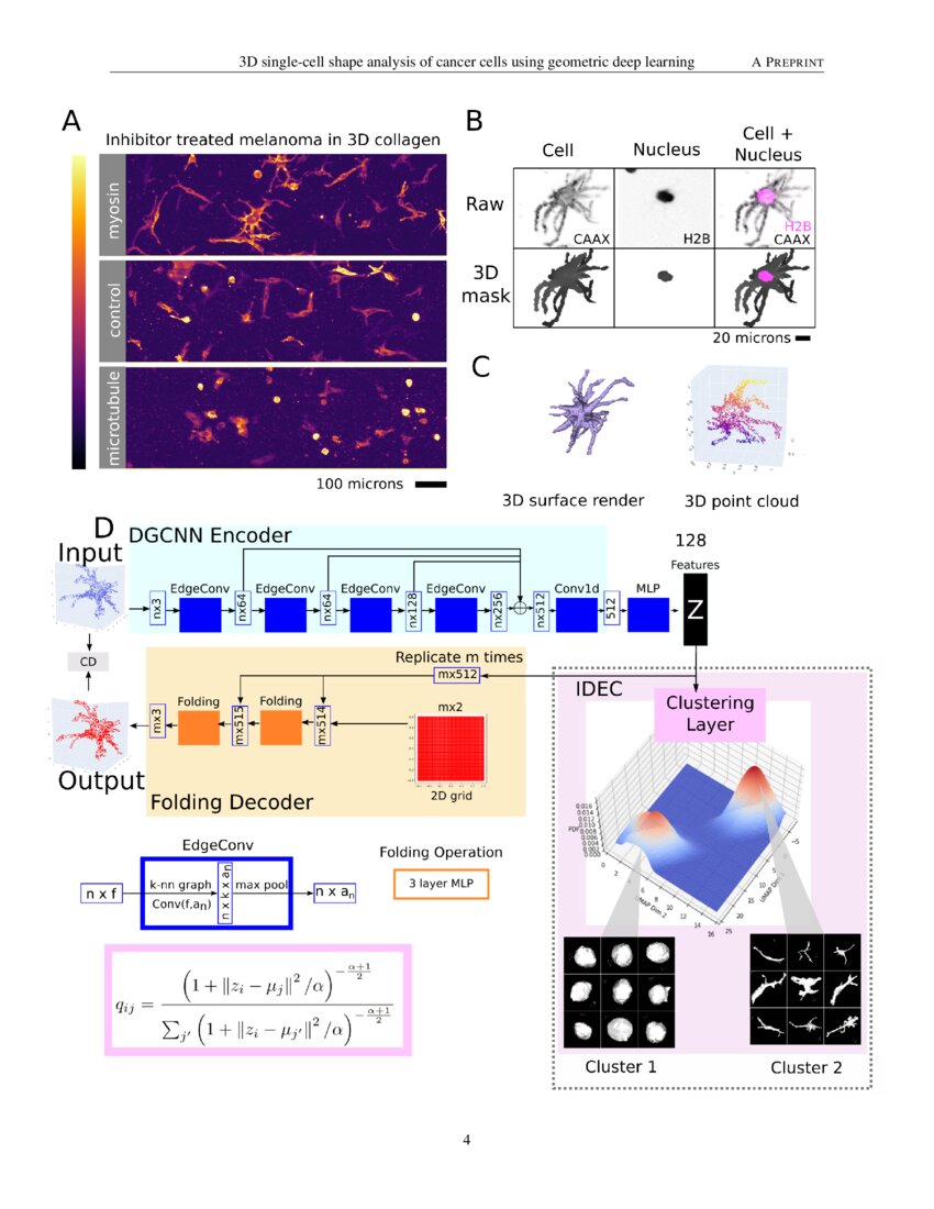 3D single-cell shape analysis of cancer cells using geometric deep learning | DeepAI