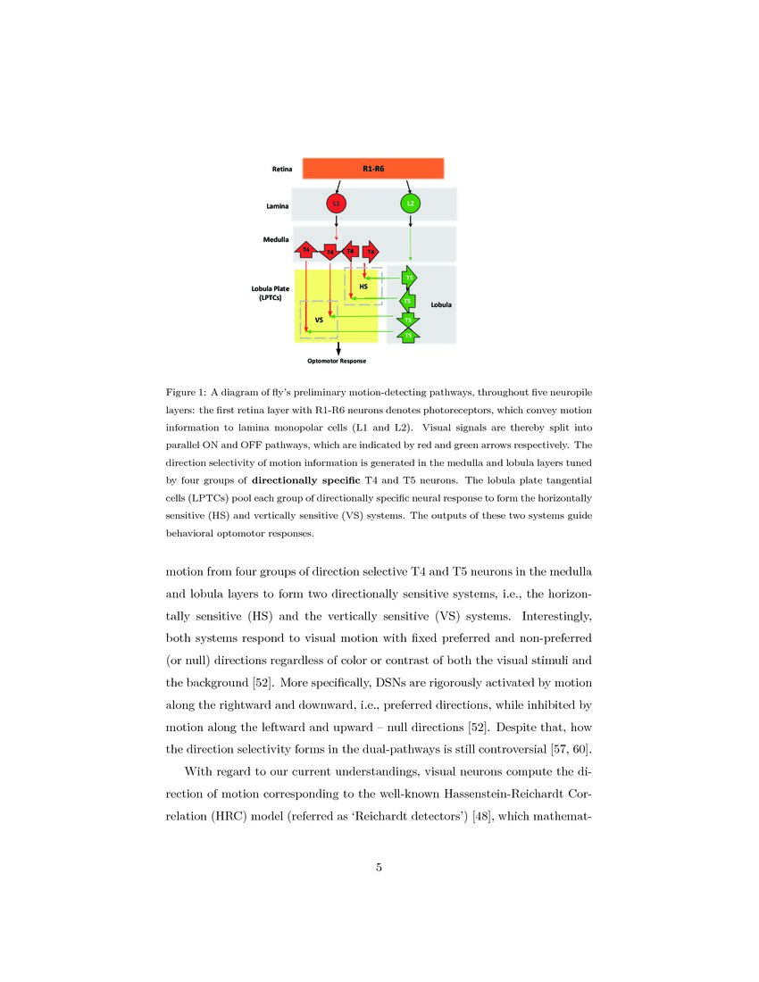 A Directionally Selective Neural Network with Separated ON and OFF Pathways for Translational ...