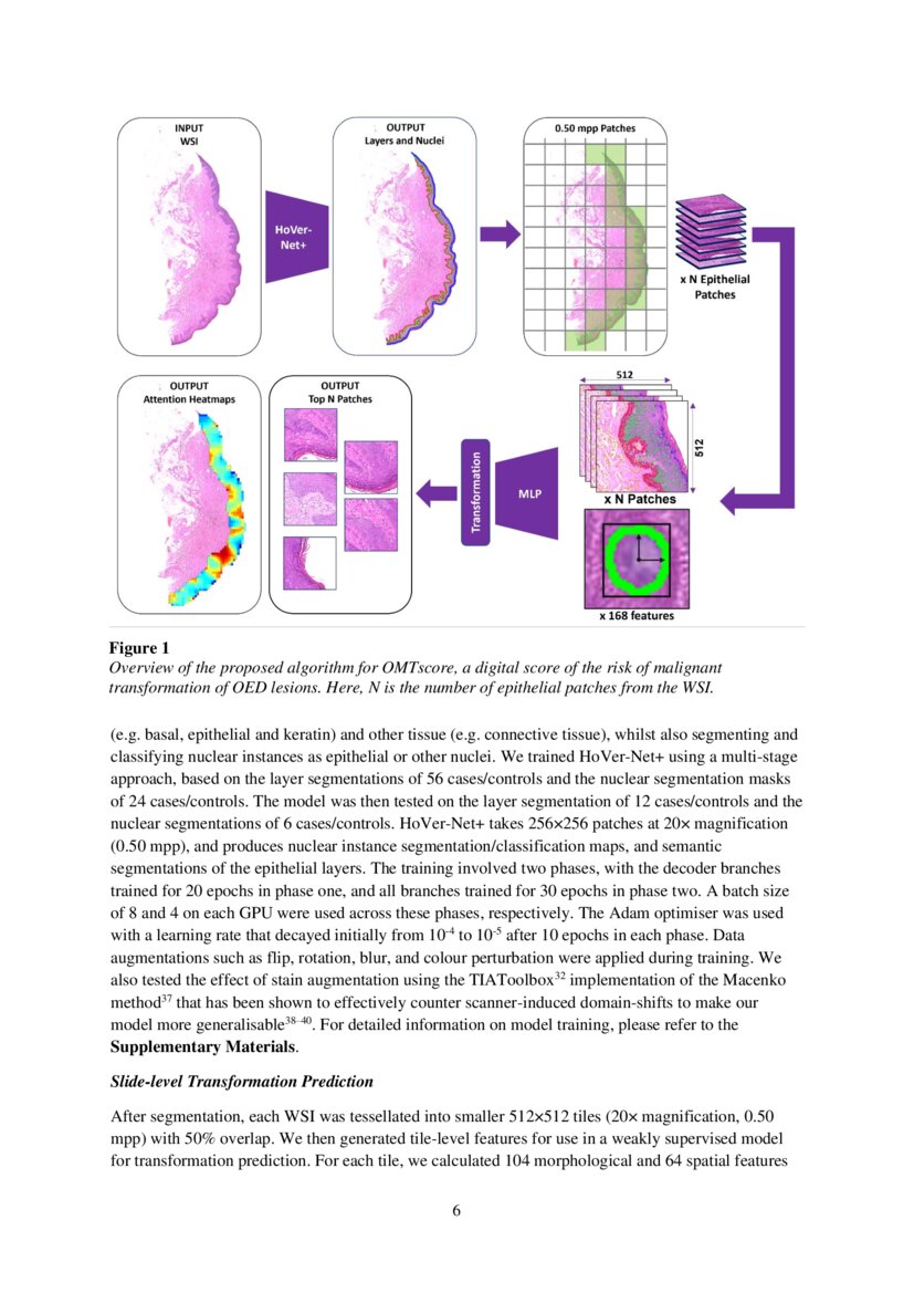 A Fully Automated And Explainable Algorithm For The Prediction Of