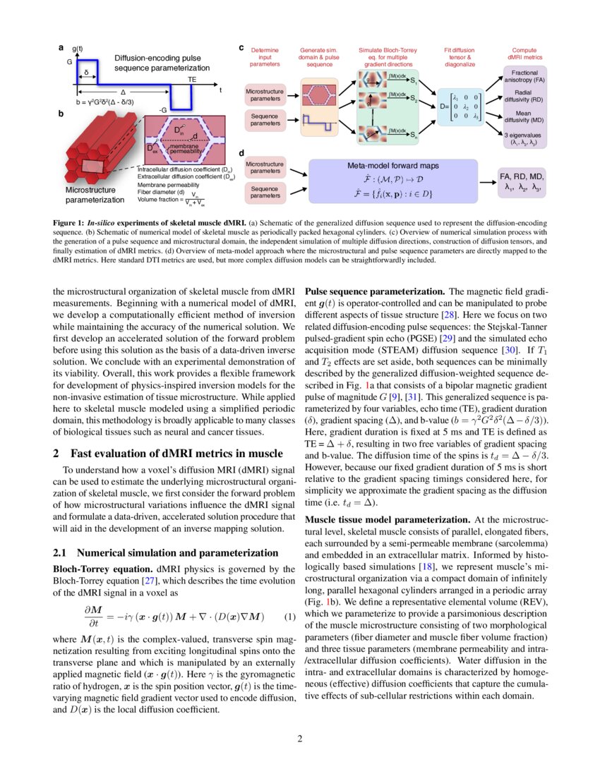 Accelerated, physics-inspired inference of skeletal muscle microstructure from diffusion ...