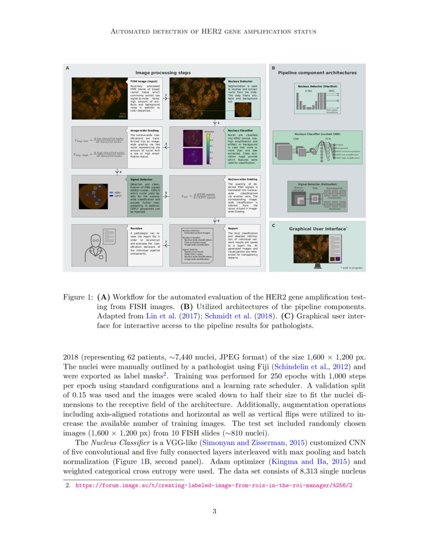 An interpretable automated detection system for FISH-based HER2 ...