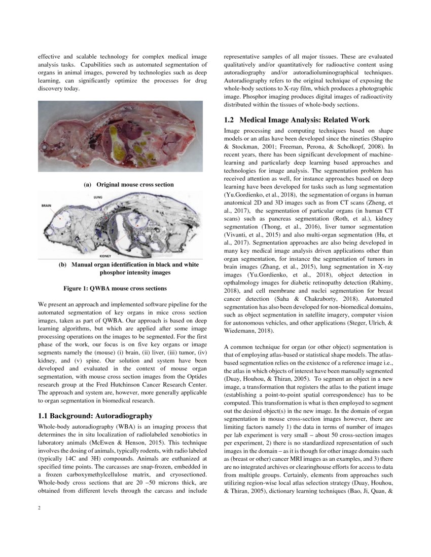 Automated Mouse Organ Segmentation: A Deep Learning Based Solution | DeepAI