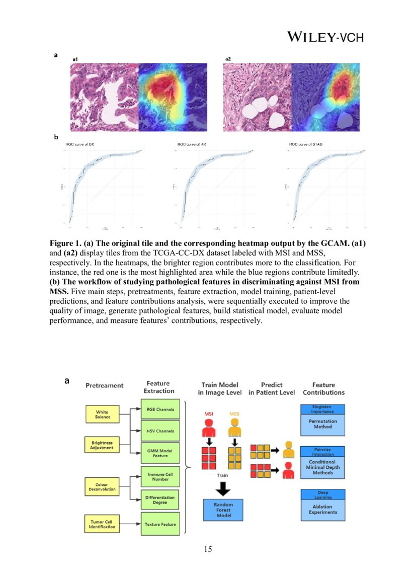 Computational analysis of pathological image enables interpretable prediction for microsatellite ...