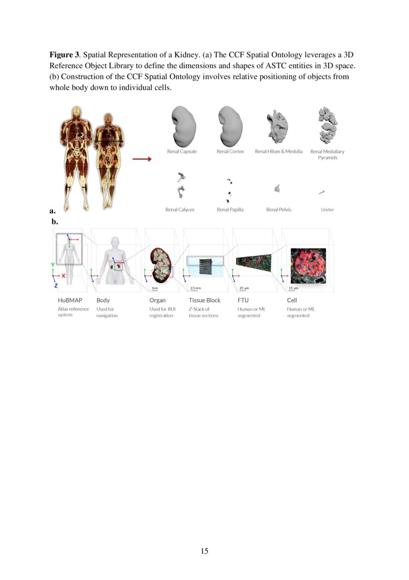 Construction and Usage of a Human Body Common Coordinate Framework Comprising Clinical, Semantic ...
