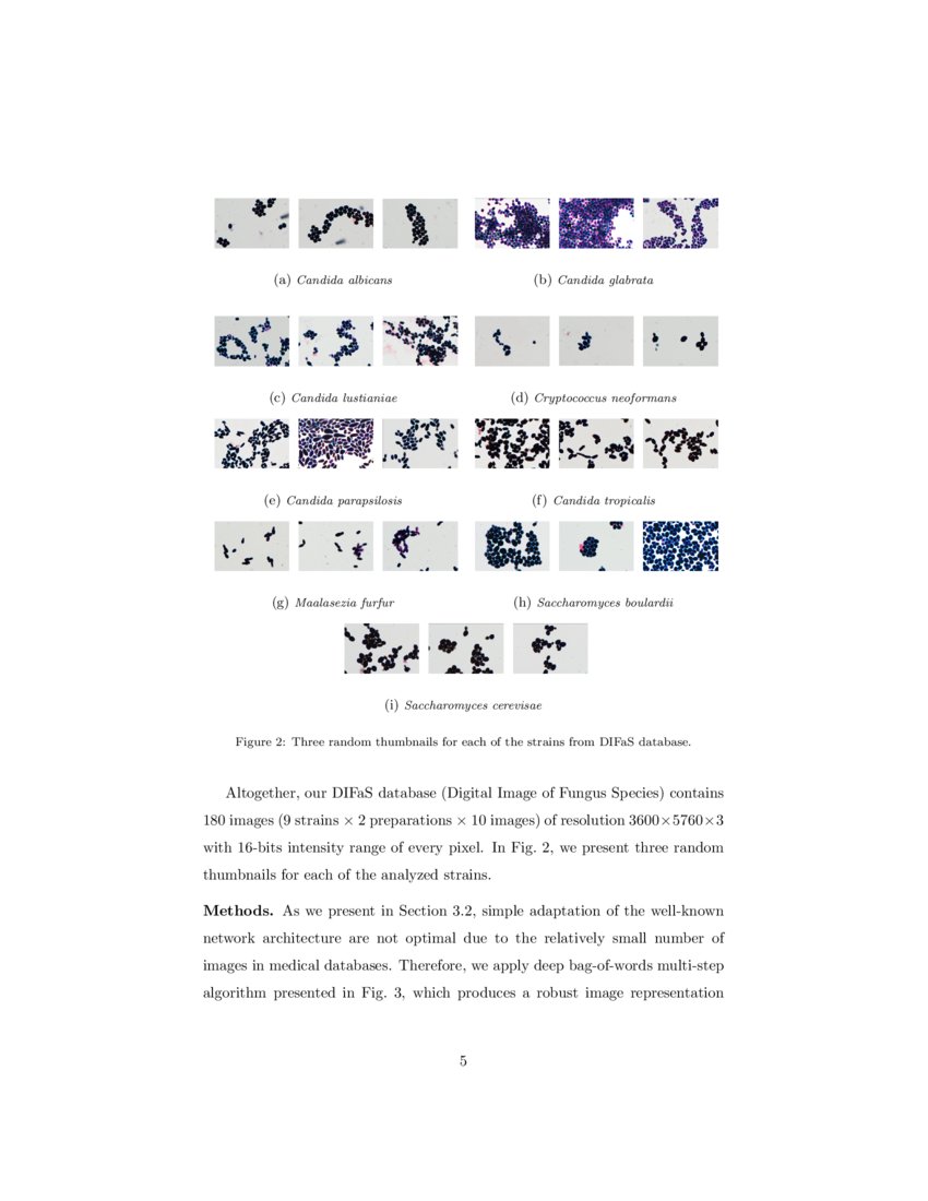 Deep Learning Approach To Description And Classification Of Fungi Microscopic Images Deepai