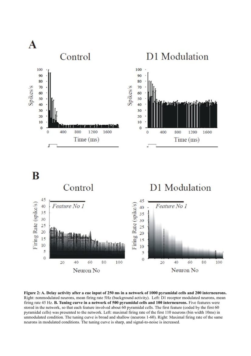 Dopamine Modulation Of Prefrontal Delay Activity Reverberatory Activity And Sharpness Of Tuning