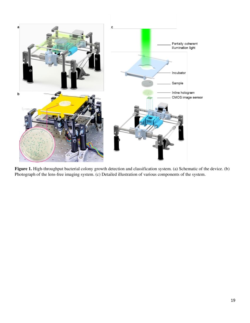 Early Detection And Classification Of Live Bacteria Using Time Lapse