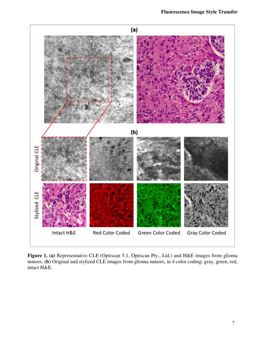 Fluorescence Image Histology Pattern Transformation using Image Style ...