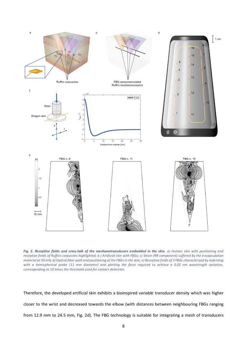 Functional mimicry of Ruffini receptors with Fiber Bragg Gratings and ... Functional mimicry of Ruffini receptors with Fiber Bragg Gratings and ...