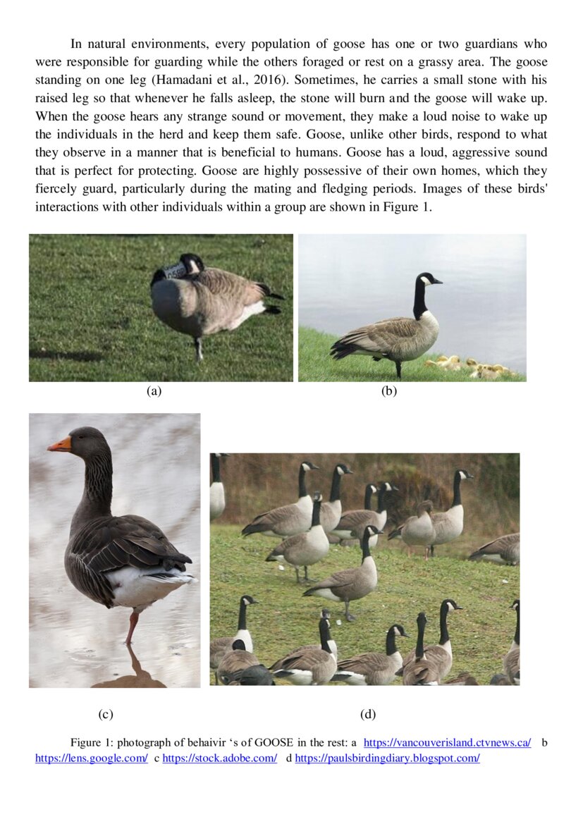 Goose Algorithm A Powerful Optimization Tool For Real World Engineering Challenges And Beyond