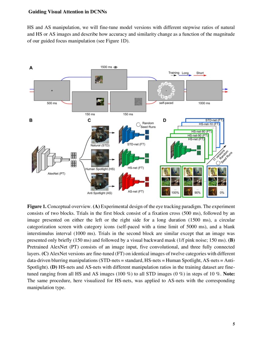 Guiding Visual Attention In Deep Convolutional Neural Networks Based On