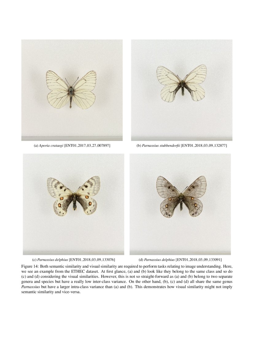 Hierarchical Image Classification using Entailment Cone Embeddings | DeepAI