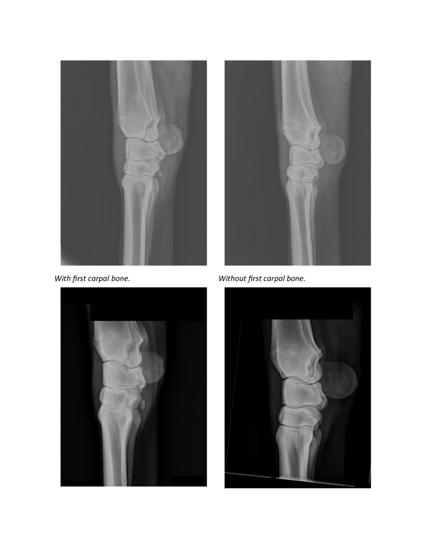 How Many Radiographs Are Needed To Re Train A Deep Learning System For Object Detection Deepai