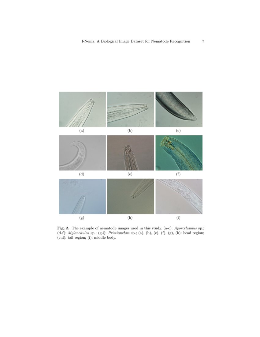 I-Nema: A Biological Image Dataset for Nematode Recognition | DeepAI