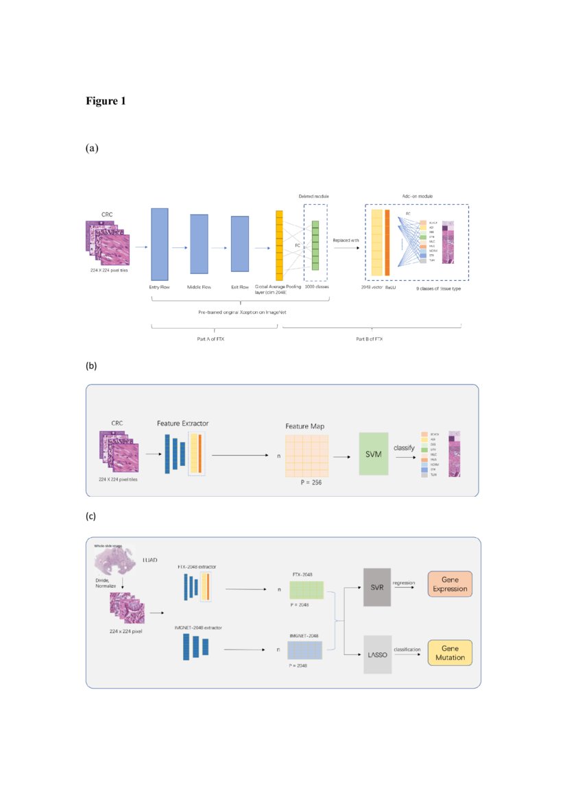 Improving Feature Extraction from Histopathological Images Through A ...