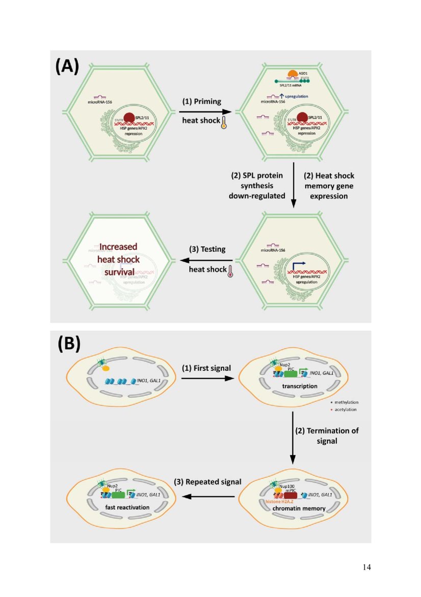 Learning of signaling networks: molecular mechanisms | DeepAI