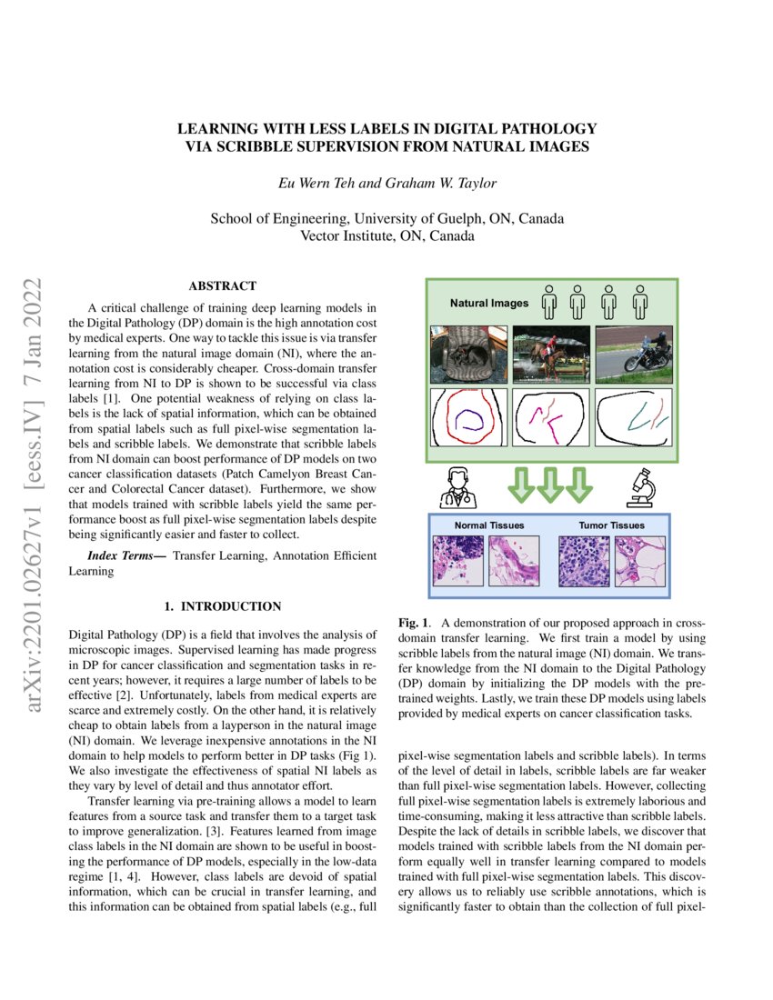 Learning with less labels in Digital Pathology via Scribble Supervision ...