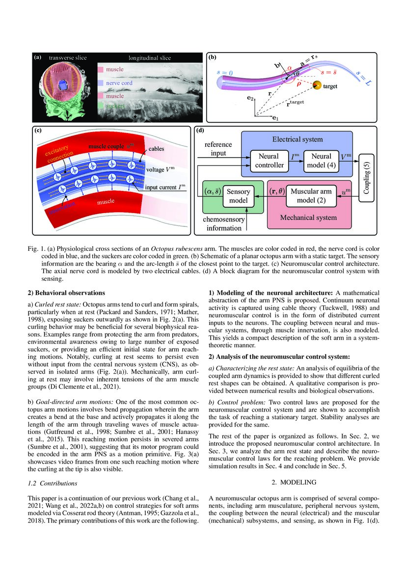 Modeling the Neuromuscular Control System of an Octopus Arm | DeepAI