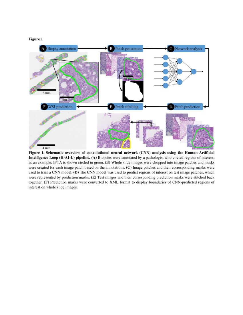 Neural Network Segmentation of Interstitial Fibrosis, Tubular Atrophy ...