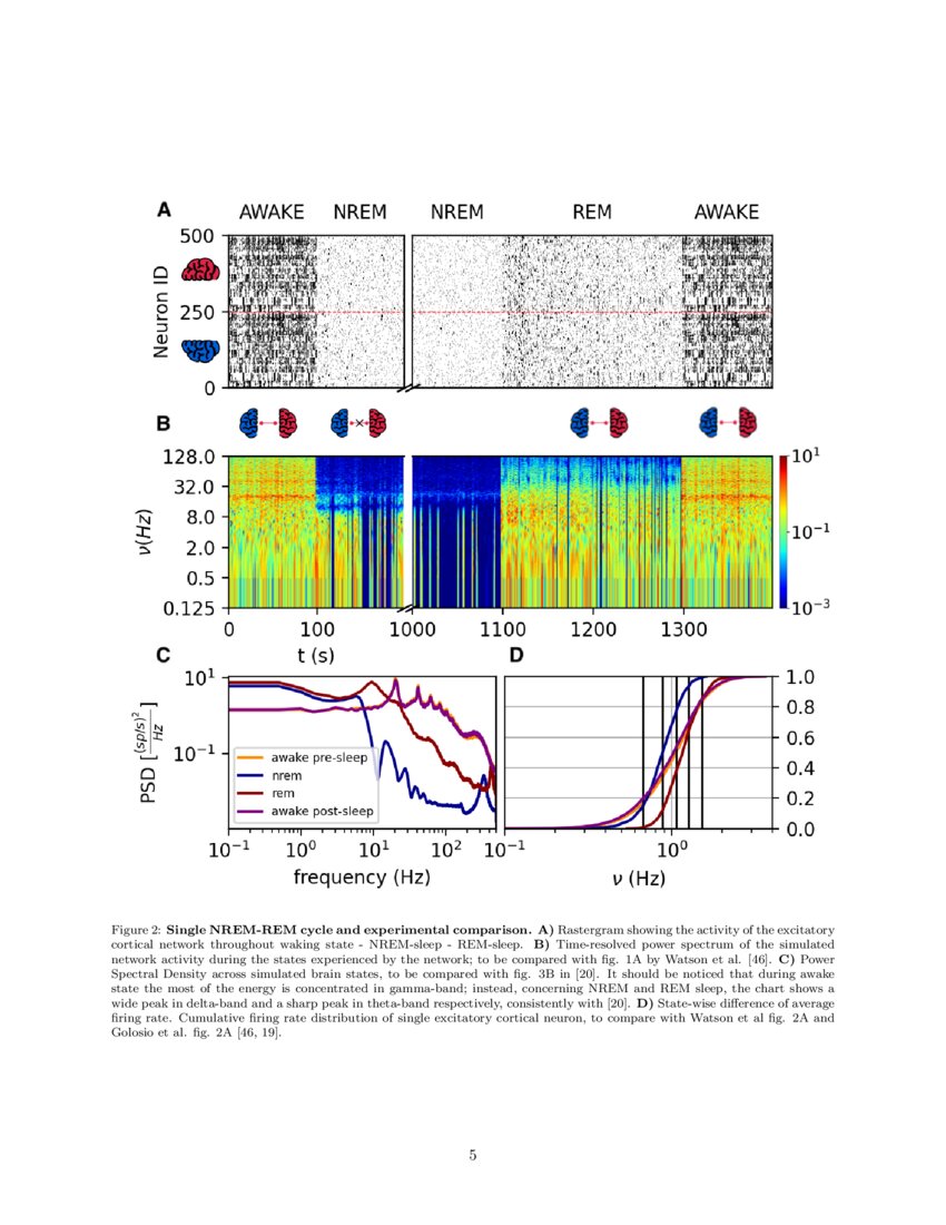 NREM and REM: cognitive and energetic gains in thalamo-cortical sleeping and awake spiking model ...