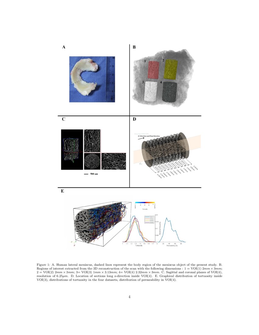 On the characteristics of natural hydraulic dampers: An image-based ...