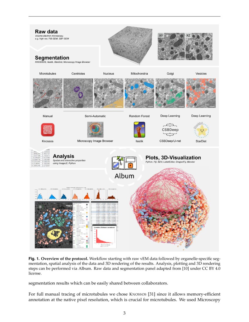 Organelle Specific Segmentation Spatial Analysis And Visualization Of Volume Electron