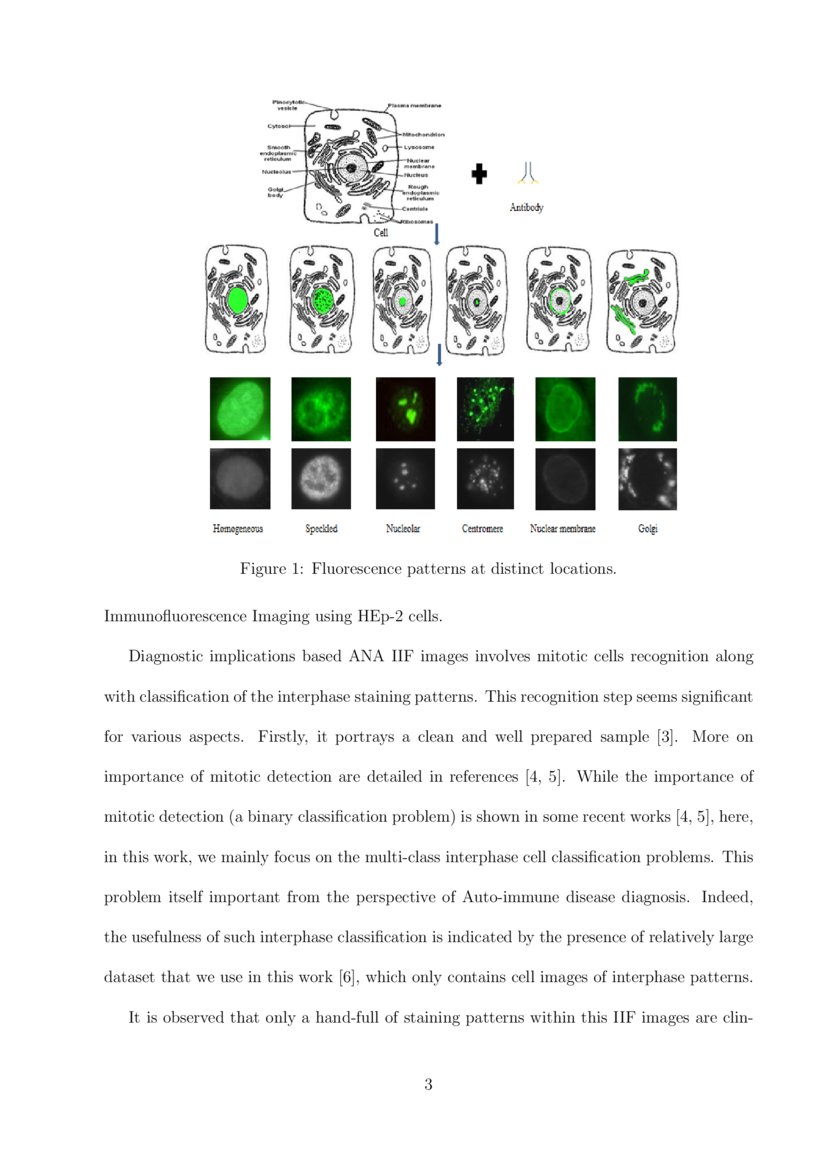 Role of Class-specific Features in Various Classification Frameworks for Human Epithelial (HEp-2 ...